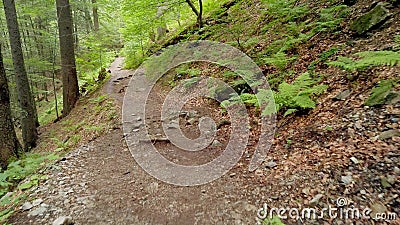 POV Hiking on Trail Path through Green Forest. Point of View Walking in ...