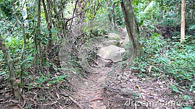POV Trekking through Rainforest Stock Video - Video of plant, forest ...