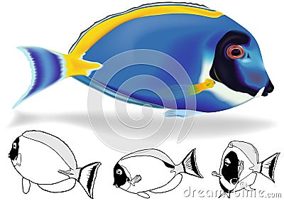 Powder Blue Tang Set Cartoon Vector | CartoonDealer.com #54694435