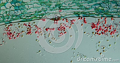 Powdery Mildew on Shepherd`s Purse Stock Video - Video of leave ...