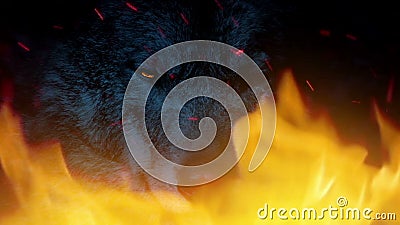 Powerful Alpha Wolf Growls in Raging Fire Stock Video - Video of growl ...
