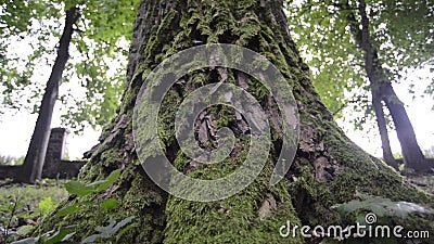 Powerful tree bottom stock footage. Video of green, bark - 128249008