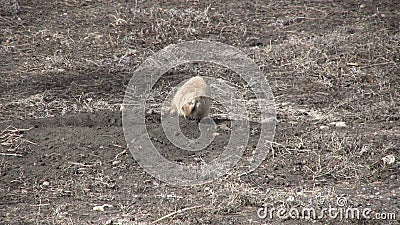 American Prairie Dog Digging Stock Footage - Video of squirrel, nature ...