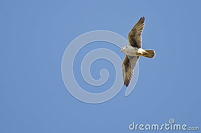 Falcon flying Images - Search Images on Everypixel