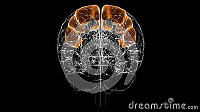 Brain Precentral Gyrus Anatomy for Medical Concept 3D Animation Stock ...