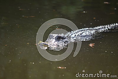 Predatory Stalking Alligator In Dark Swamp Water Royalty-Free Stock ...