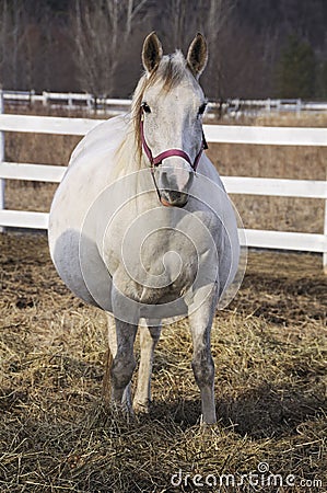 Pregnant Horse Stock Photography - Image: 19106422