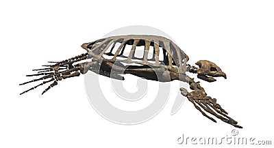 Prehistoric Fossil Turtle Isolated. Stock Images - Image: 28082374