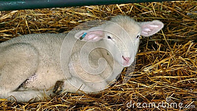 Pretty lamb in the manger stock footage. Video of agriculture - 145608630