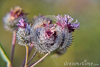 Prickly Thistle Flower In The Meadow Close-up Very Sharp Spikes Attach ...