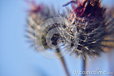 Prickly Thistle Flower In The Meadow Close-up Very Sharp Spikes Attach ...