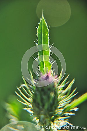 Prickly Thistle Flower In The Meadow Close-up Very Sharp Spikes Attach ...