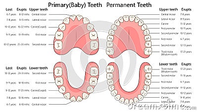 Primary And Permanent Teeth Development Diagram Royalty-Free ...