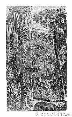 A Primeval Forest, Vintage Engraved Art Line Drawing Vector ...