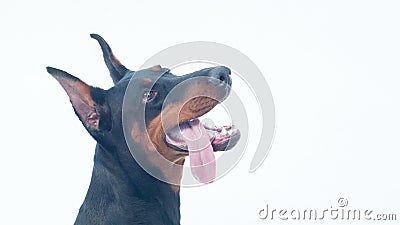 Primo Piano Della Museruola Del Doberman Archivi Video - Video di cane ...