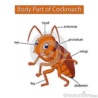 Diagram Showing Body Part Of Cockroach Vector Illustration ...