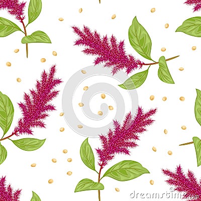 Amaranth Plant And Seeds Seamless Pattern On White Background. Vector ...