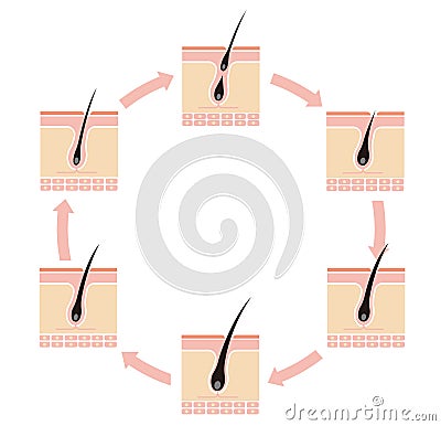 Normal Hair Cycle Illustration Cartoon Vector | CartoonDealer.com ...