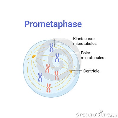Vector Illustration Of Mitosis Phase. Prometaphase | CartoonDealer.com ...