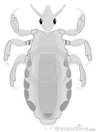 Back Lice Insect Vector Illustration Transparent Background ...