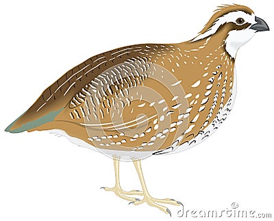 Northern Bobwhite Bird Vector Illustration Transparent Background ...