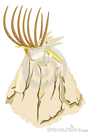 Barnacles Vector Illustration Transparent Background | CartoonDealer ...