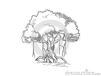 Banyan Tree Line Art Hand Drawing Style Vector Illustration ...