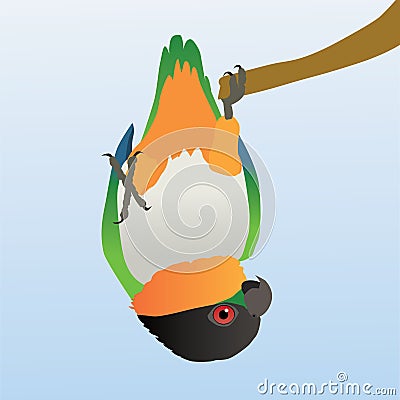 A Black Headed Caique Parrot Hanging Upside Down Cartoon Vector ...