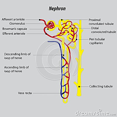 Nephron Structure Vector Drawing. The Structural And Functional Unit Of ...