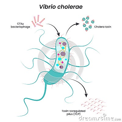 Vibrio Cholerae Diagram Vector Illustration | CartoonDealer.com #253448090