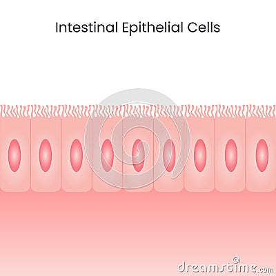 Intestinal Epithelial Cells Background Cartoon Vector | CartoonDealer ...