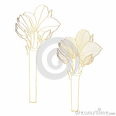 Decorative Line Golden Clivia Amaryllis Branch Flowers Set, Design ...