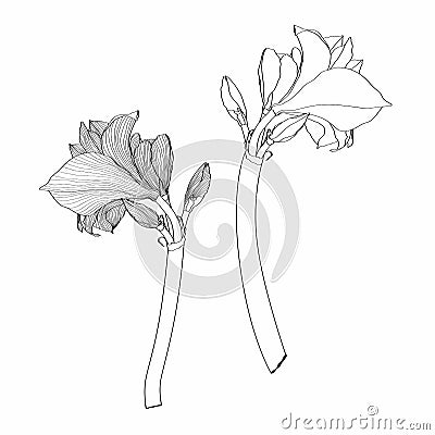 Decorative Clivia Amaryllis Line Flowers, Design Elements. Stock ...