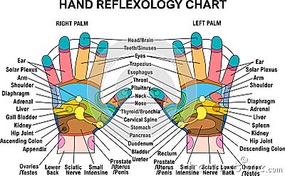 Hand Reflexology Chart, Planter, Dorsal, Medial & Lateral Map Colorful ...