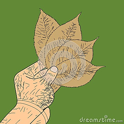 Holding Leaves With Hand Illustration Drawing, Engraving, Ink, Line Art ...