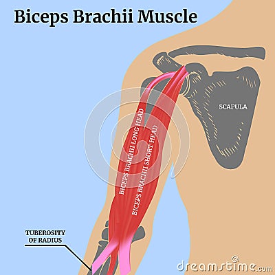 Human Anatomy. Biceps Brachii Muscle. Medical Poster Vector ...