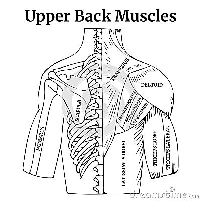 Anatomy Of The Human Body. Upper Back Muscles. Vector Illustration ...
