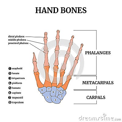 Medical Poster With Anatomy Of The Bones Of The Human Hand With ...