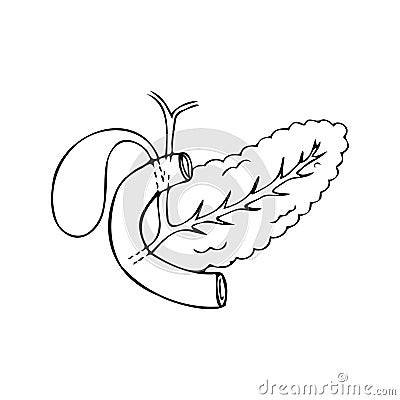Linear Drawing Of The Pancreas And Duodenum. Gallbladder Vector ...