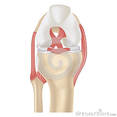 Rendering Of The Knee Joint And Its Tendons. Cruciate Ligament. Stock ...