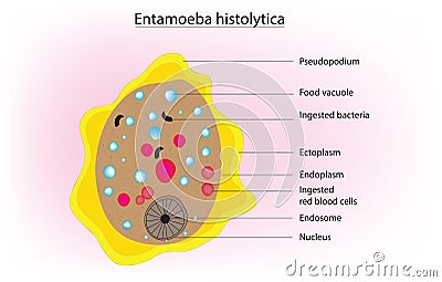 Structure Of Entamoeba Histolytica Vector Illustration | CartoonDealer ...