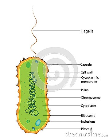 Common Bacterial Cell Anatomy Vector Illustration | CartoonDealer.com ...