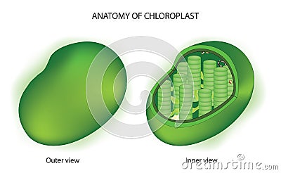 Anatomy Of Chloroplast Cartoon Vector | CartoonDealer.com #321214925