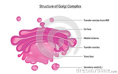 Structure Of Golgi Complex Cartoon Vector | CartoonDealer.com #321217463