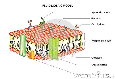 Fluid Mosaic Model Vector Illustration | CartoonDealer.com #321280796