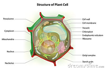 Structure Of Typical Plant Cell Vector Illustration | CartoonDealer.com ...