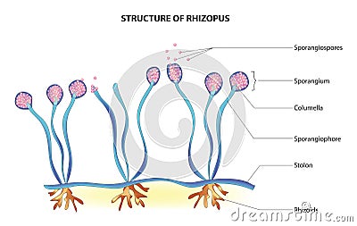 Rhizopus Structure Vector Illustration | CartoonDealer.com #321282752