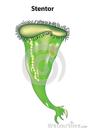 Stentor Anatomy Cartoon Vector | CartoonDealer.com #321284619