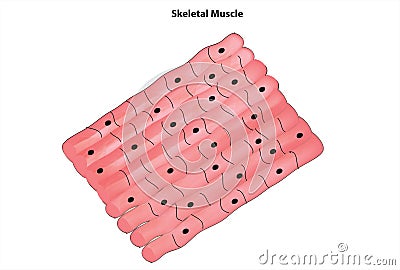 Skeletal Cell Tissue Anatomy Vector Illustration | CartoonDealer.com ...