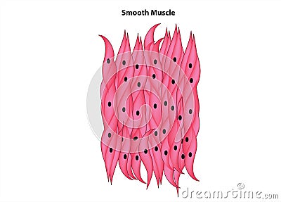 Anatomy Of Smooth Muscle Tissue Vector Illustration | CartoonDealer.com ...